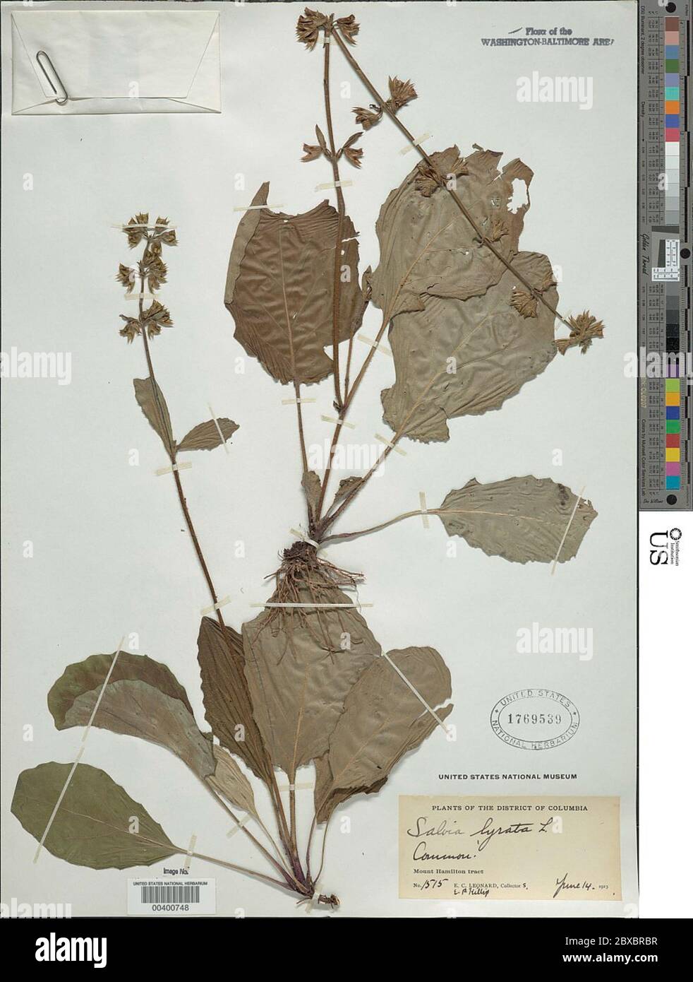 Salvia lyrata Banque de photographies et d’images à haute résolution ...