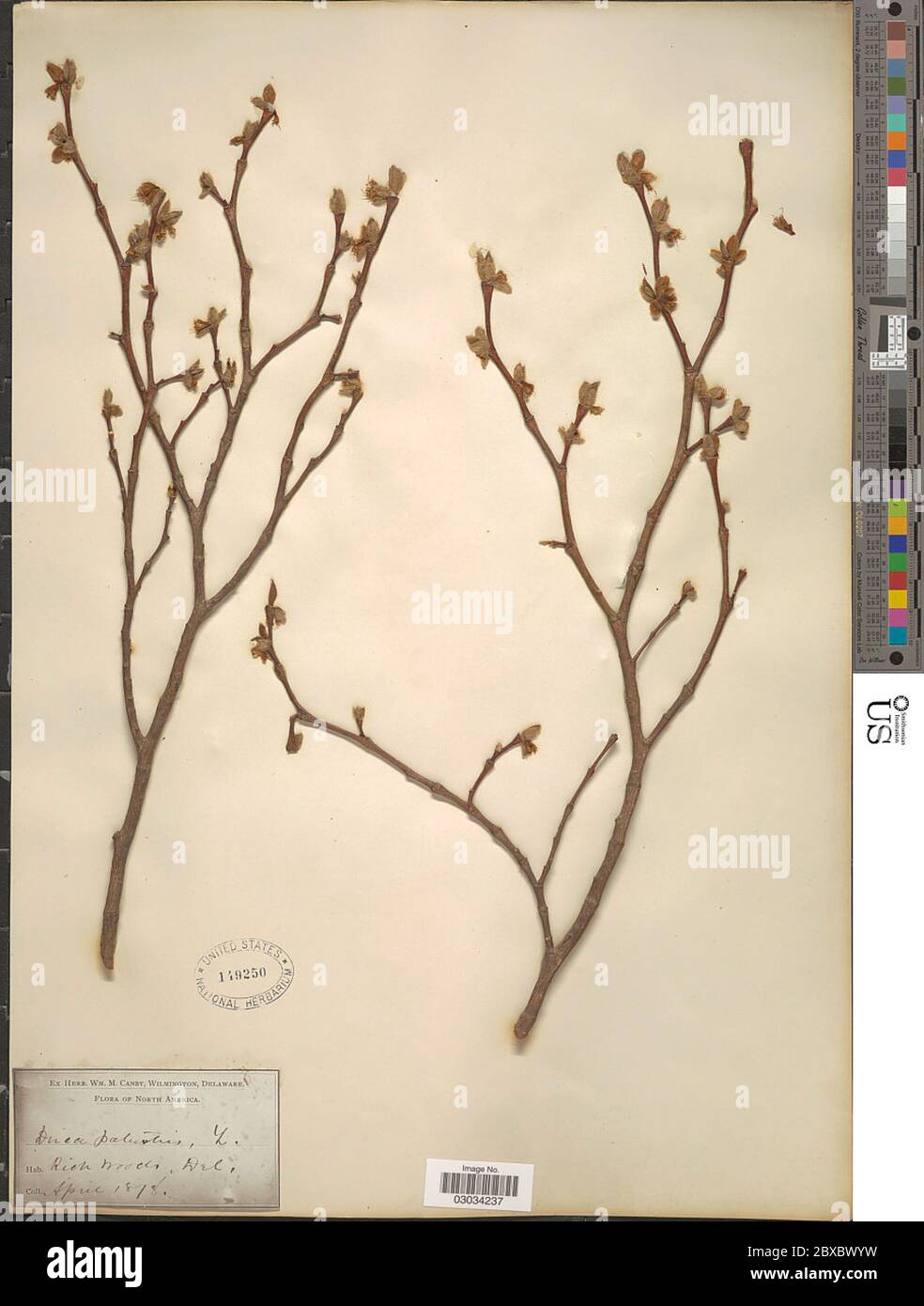 Dirca palustris Banque de photographies et d’images à haute résolution ...