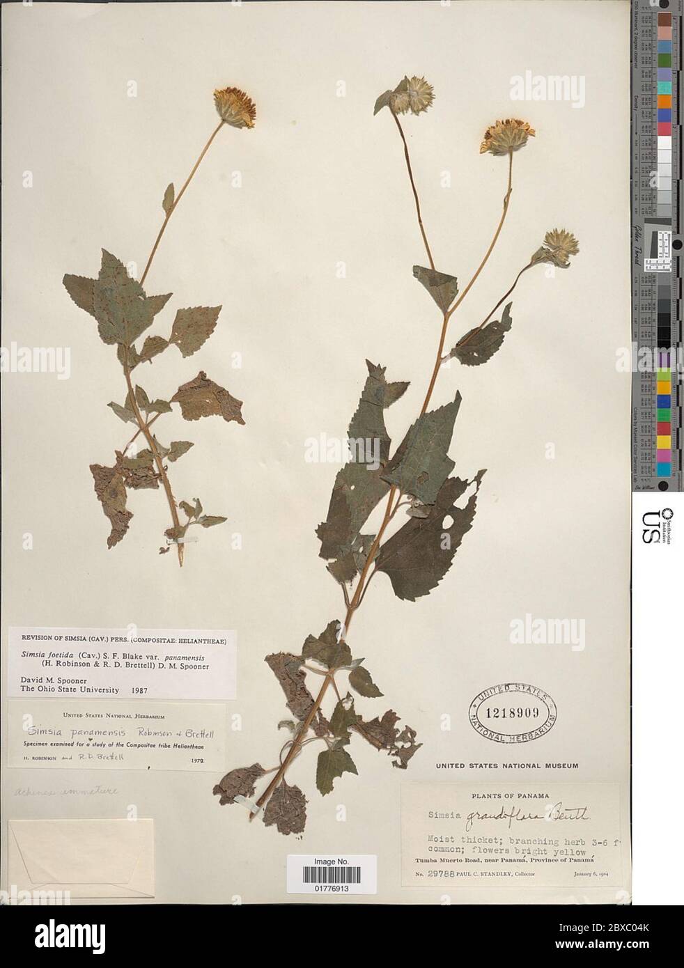Simsia foetida var panamensis H Rob Bretell DM Spooner Simsia foetida ...