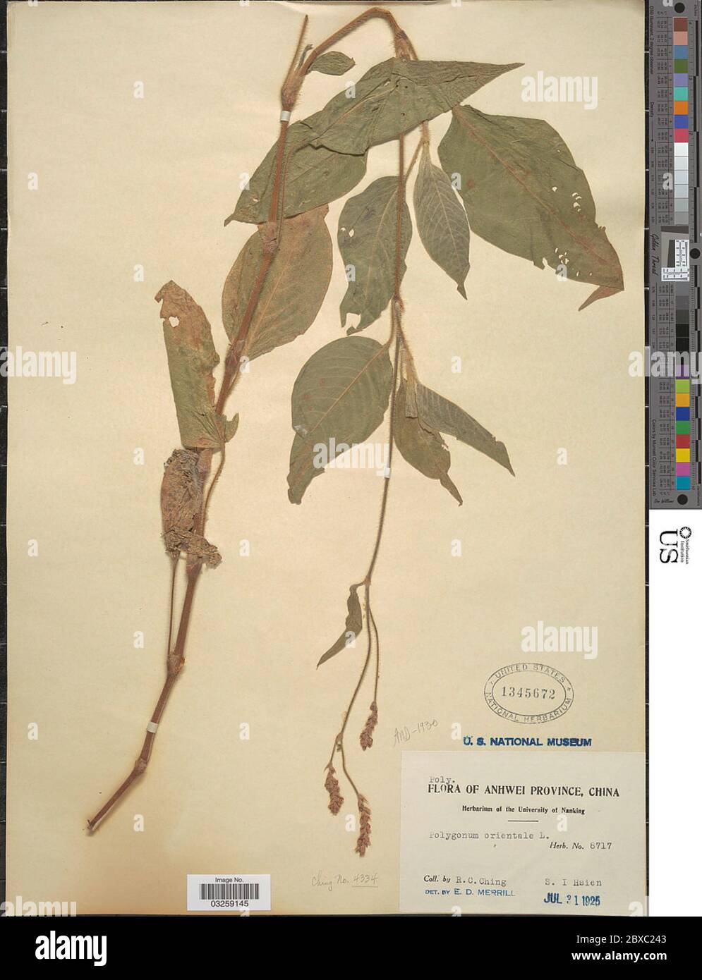 Polygonum orientale Banque de photographies et d’images à haute ...