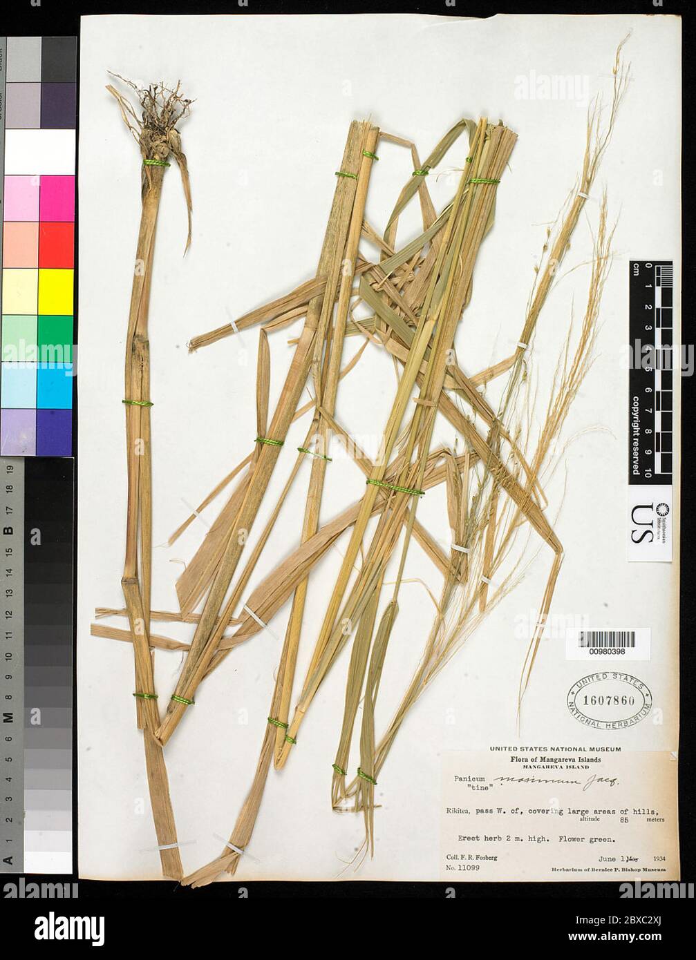 Panicum maximum Banque de photographies et d’images à haute résolution ...