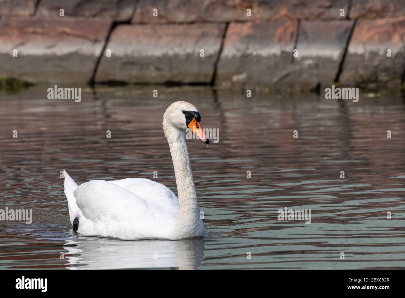 Cygnus olor muet cygne Banque de photographies et d’images à haute résolution - Alamy