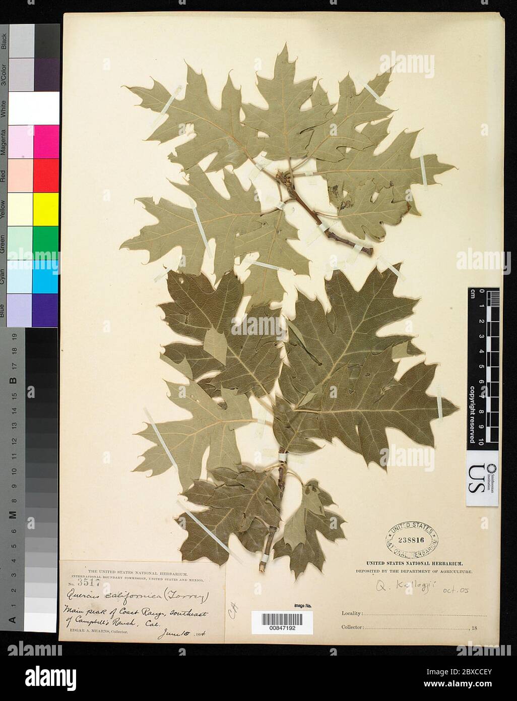 Quercus kelloggii Banque de photographies et d’images à haute ...