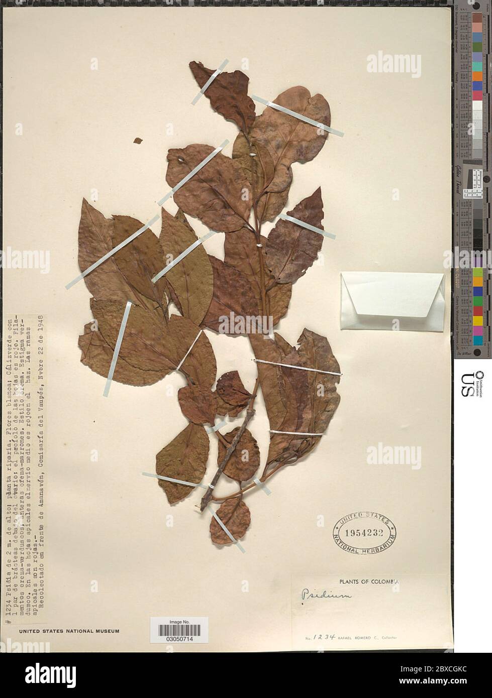 Psidium sp Banque de photographies et d’images à haute résolution - Alamy