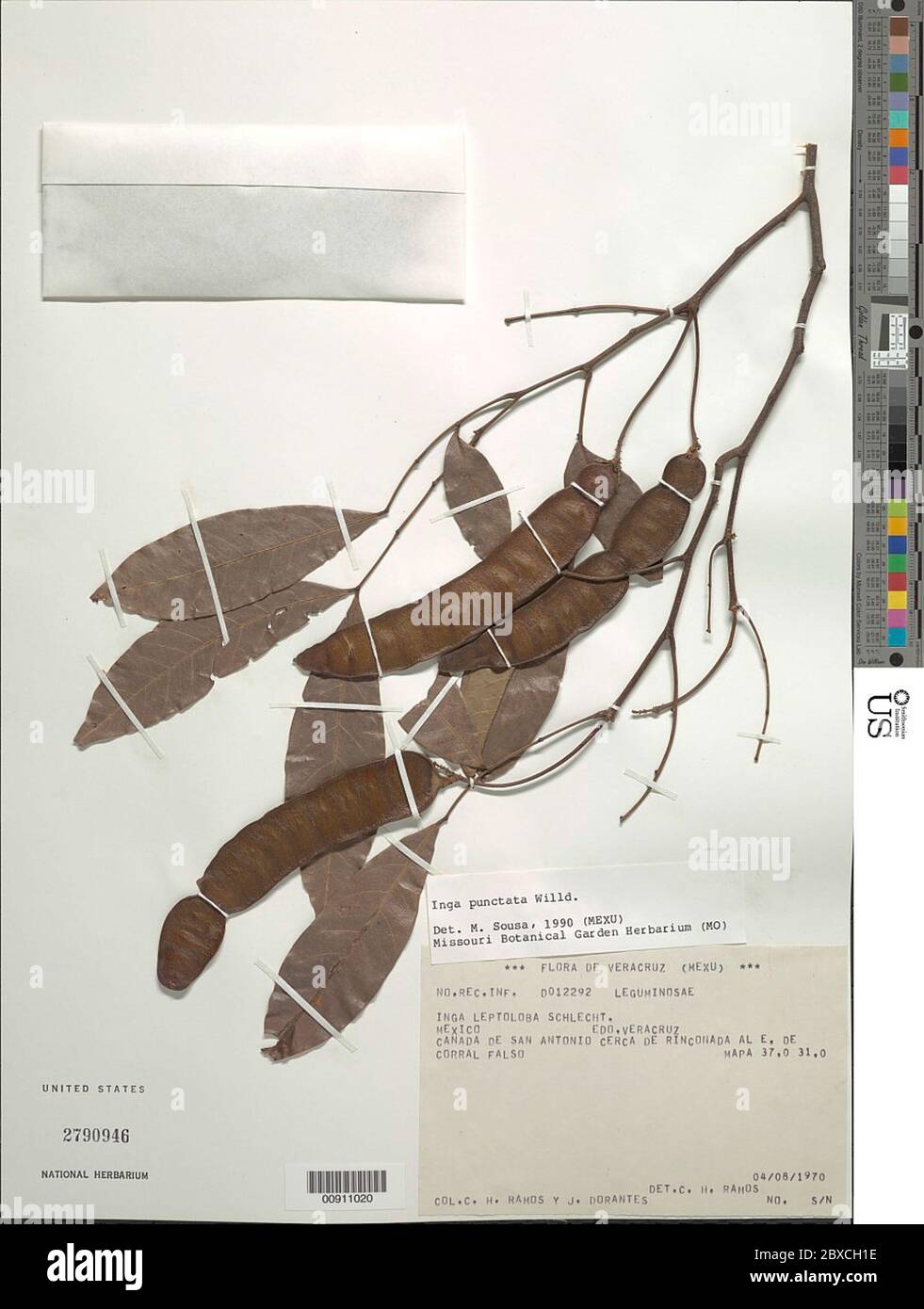 Inga punctata Banque de photographies et d’images à haute résolution ...