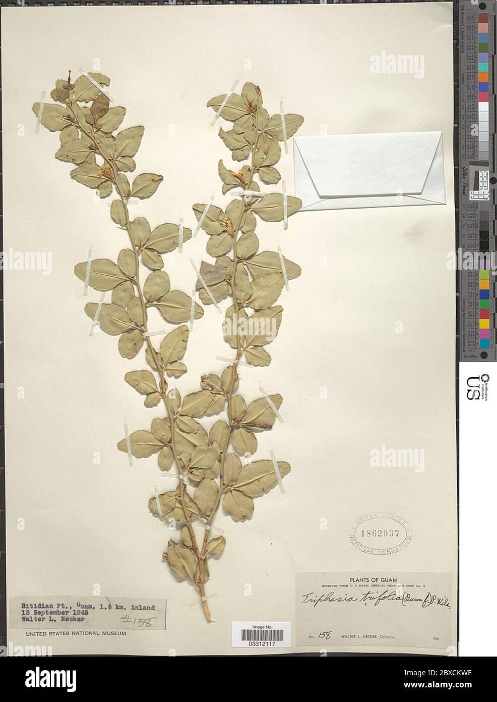 Triphasia trifolia Banque de photographies et d’images à haute ...