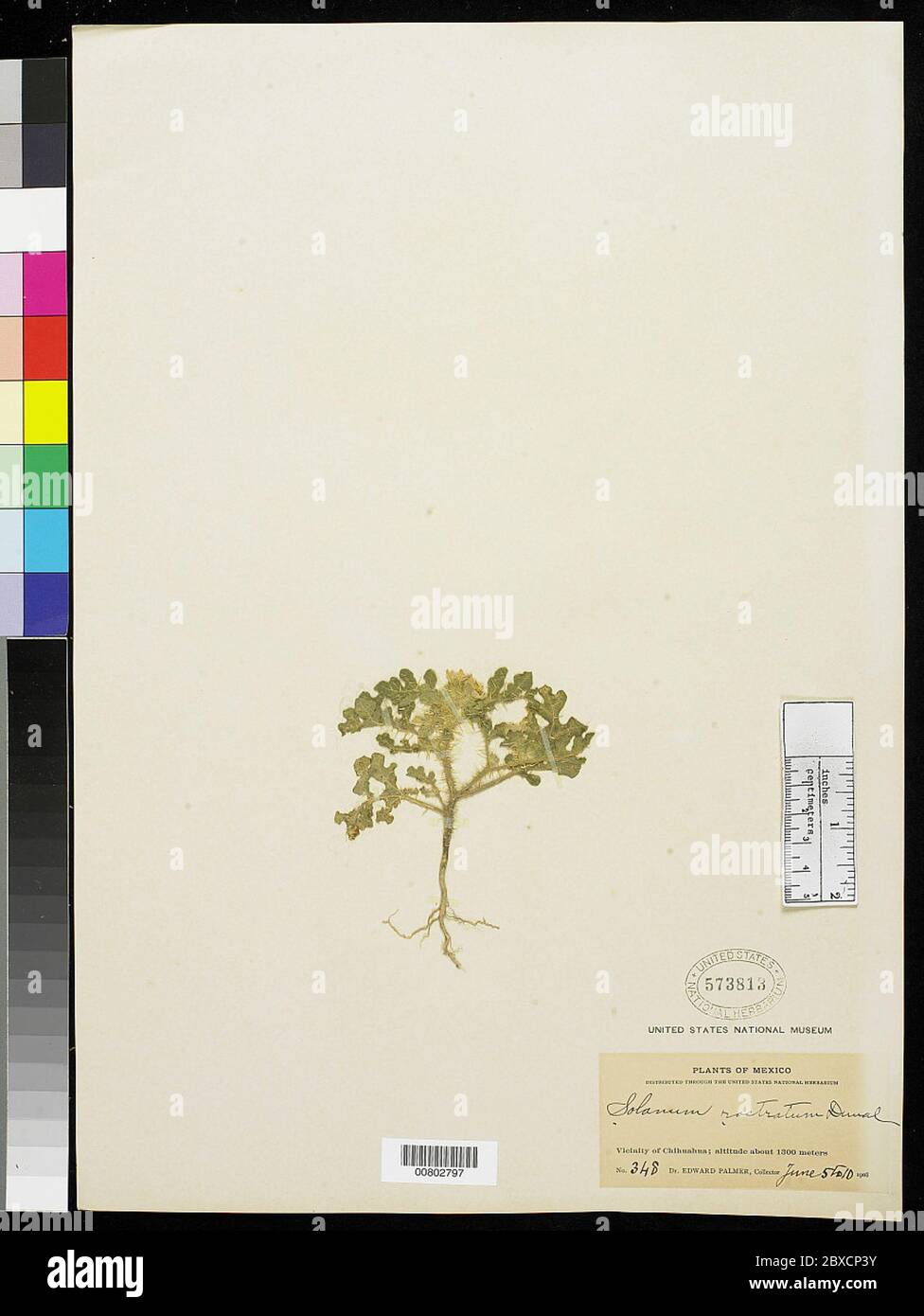 Solanum rostratum Banque de photographies et d’images à haute ...