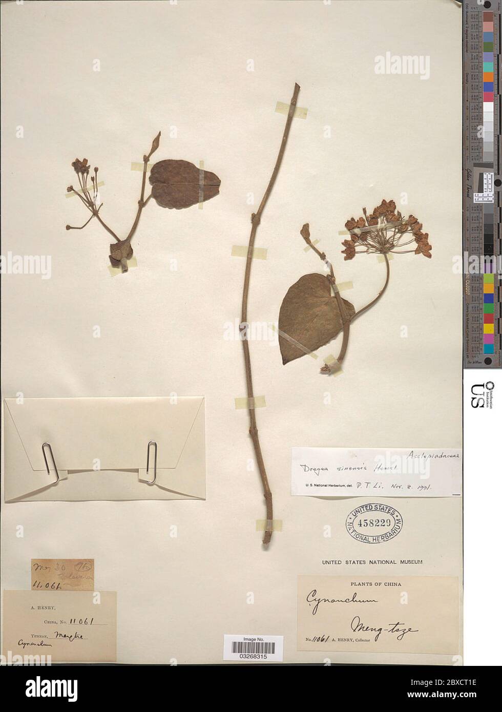 Dregea sinensis Banque de photographies et d’images à haute résolution ...