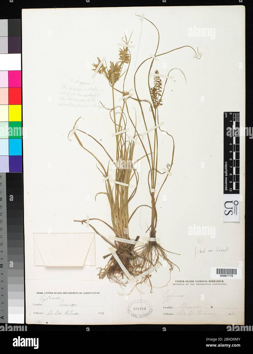 Cyperus cyperus sp Banque de photographies et d’images à haute ...