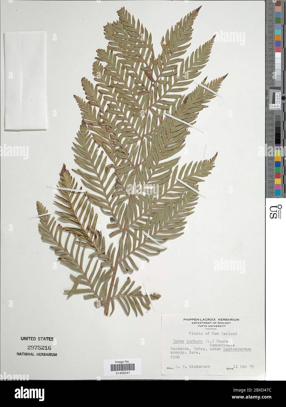 Todea barbara Banque de photographies et d’images à haute résolution ...