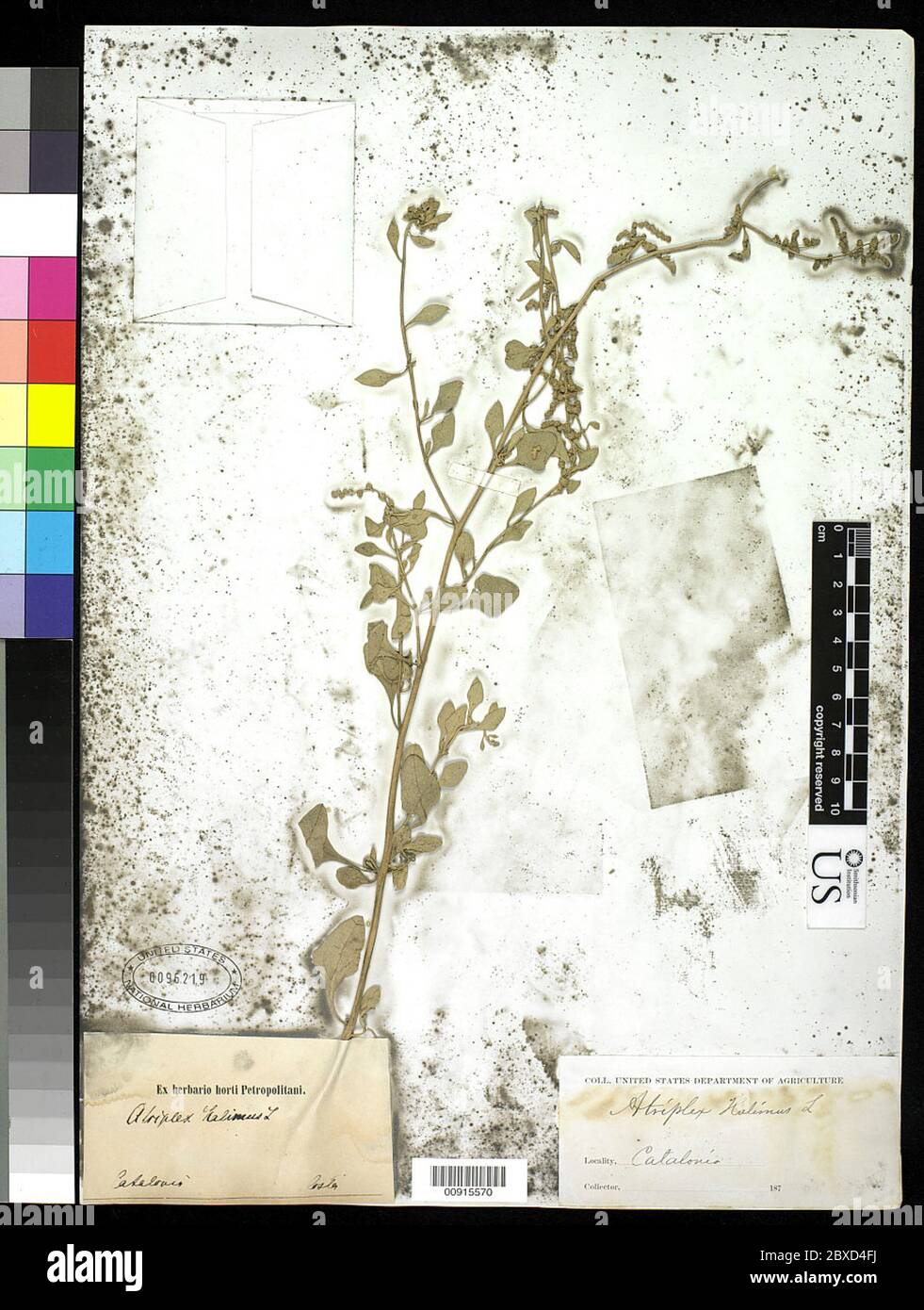 Atriplex halimus Banque de photographies et d’images à haute résolution ...