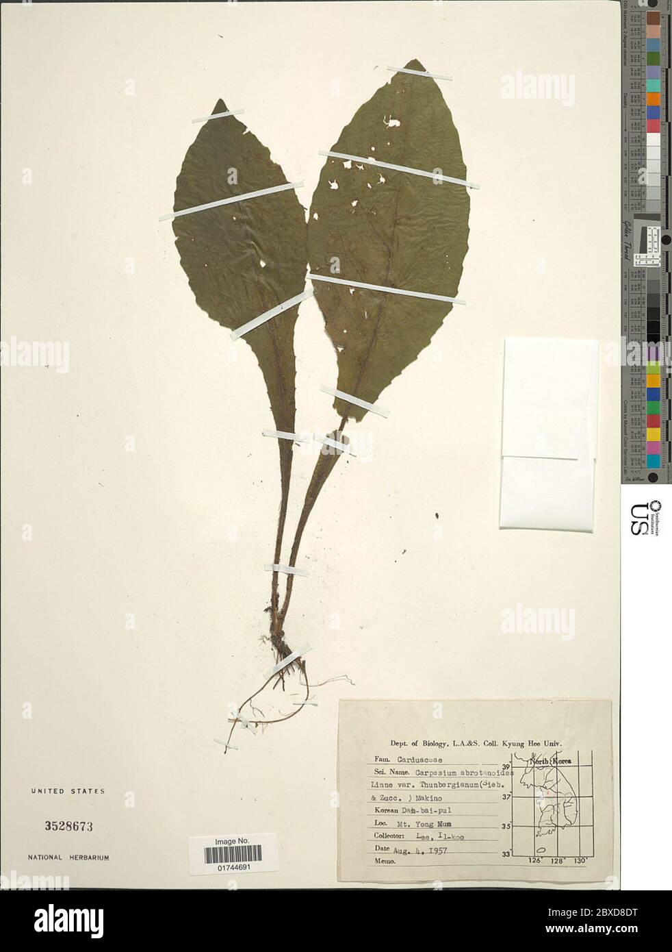 Carpesium abrotanoides Banque de photographies et d’images à haute ...