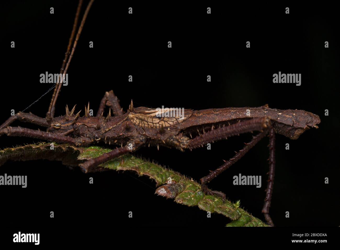 Nature vue sur la jungle de très énorme insecte bâton ou Borneo Island ...