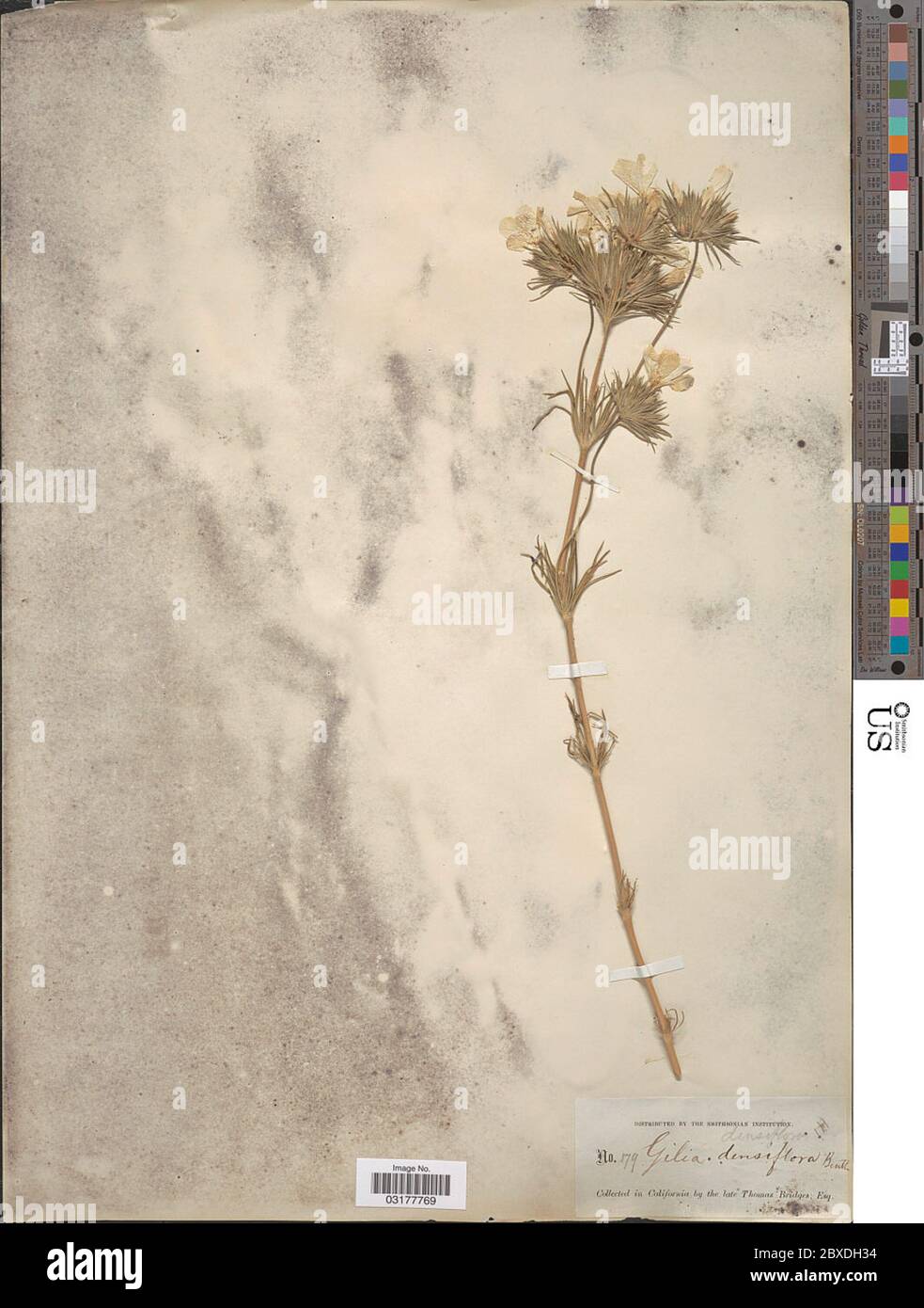 Linanthus grandiflorus Banque de photographies et d’images à haute ...