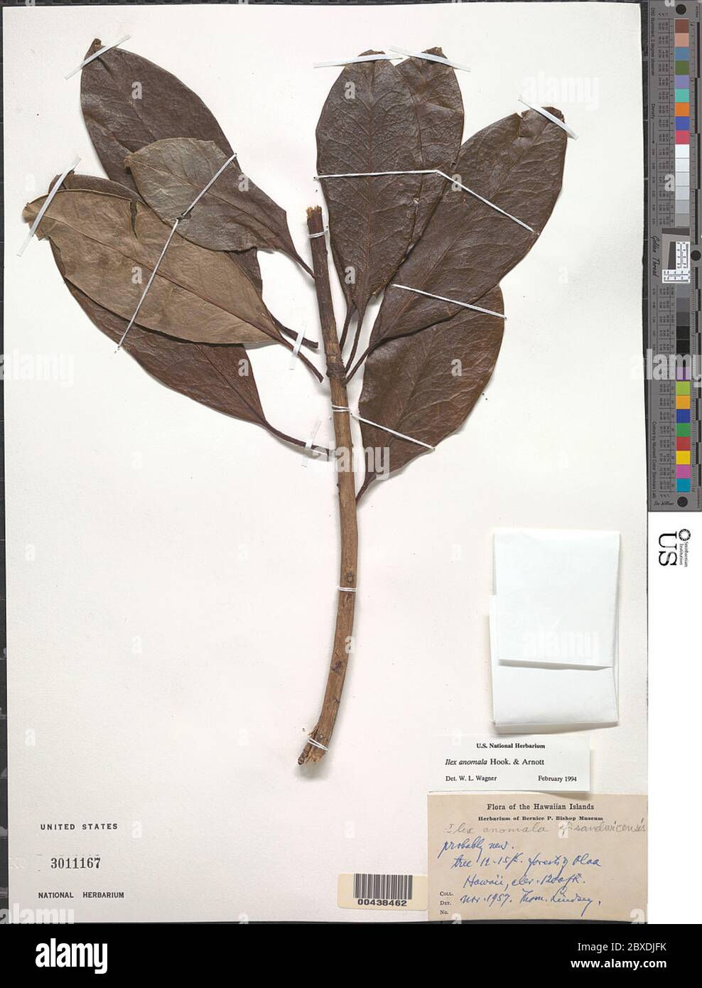 Ilex anomala Banque de photographies et d’images à haute résolution - Alamy