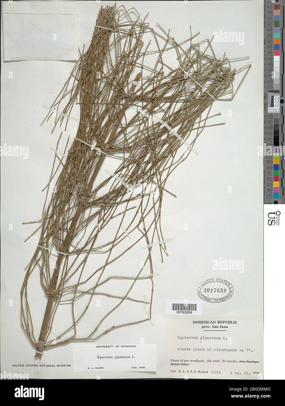 Prêle géante equisetum giganteum Banque de photographies et d’images à ...