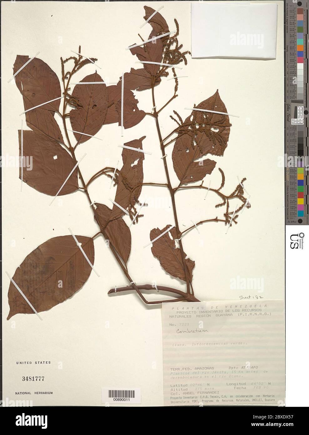 Combretum sp Banque de photographies et d’images à haute résolution - Alamy