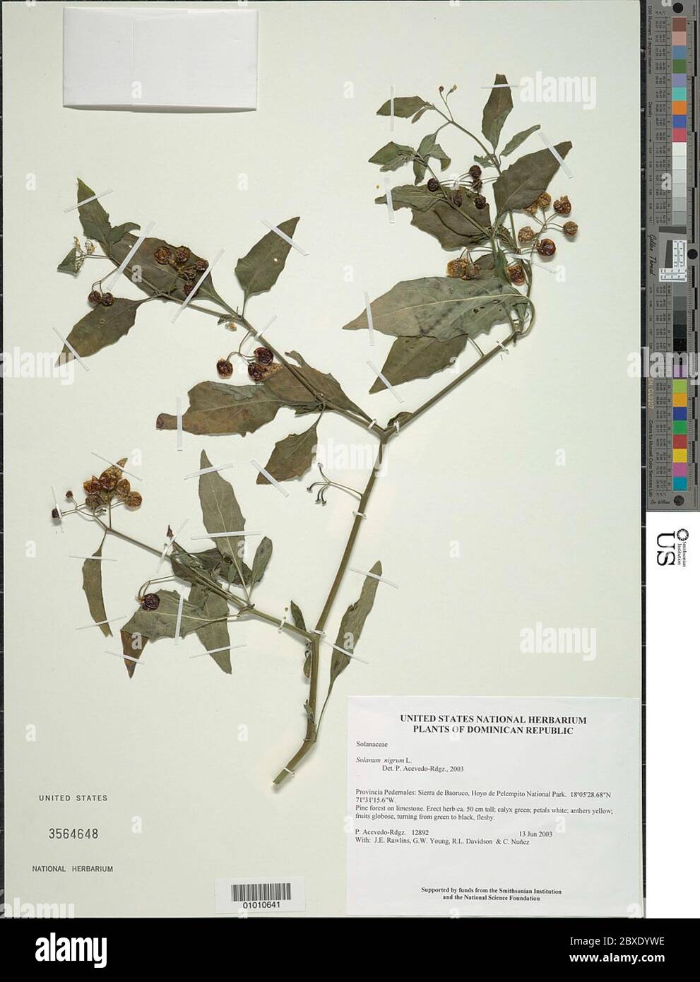 Solanum nigrum l Banque de photographies et d’images à haute résolution ...