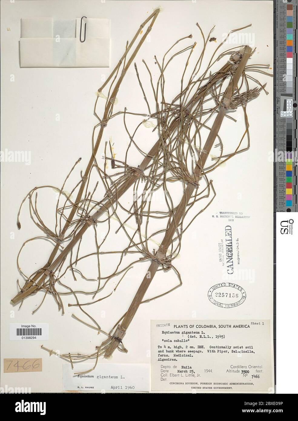 Prêle géante equisetum giganteum Banque de photographies et d’images à ...
