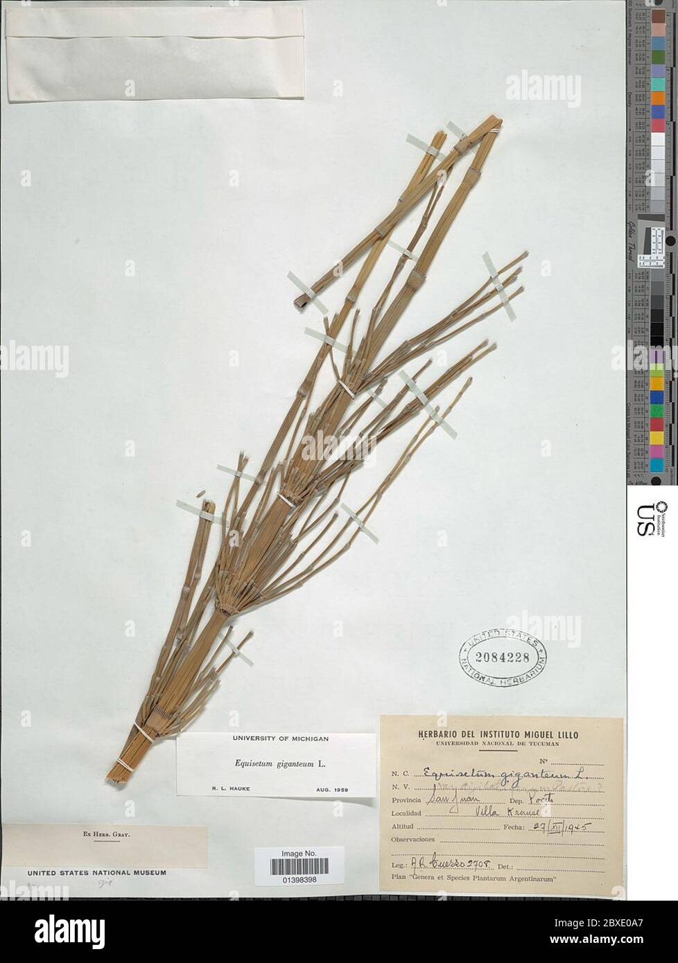 Prêle géante equisetum giganteum Banque de photographies et d’images à ...