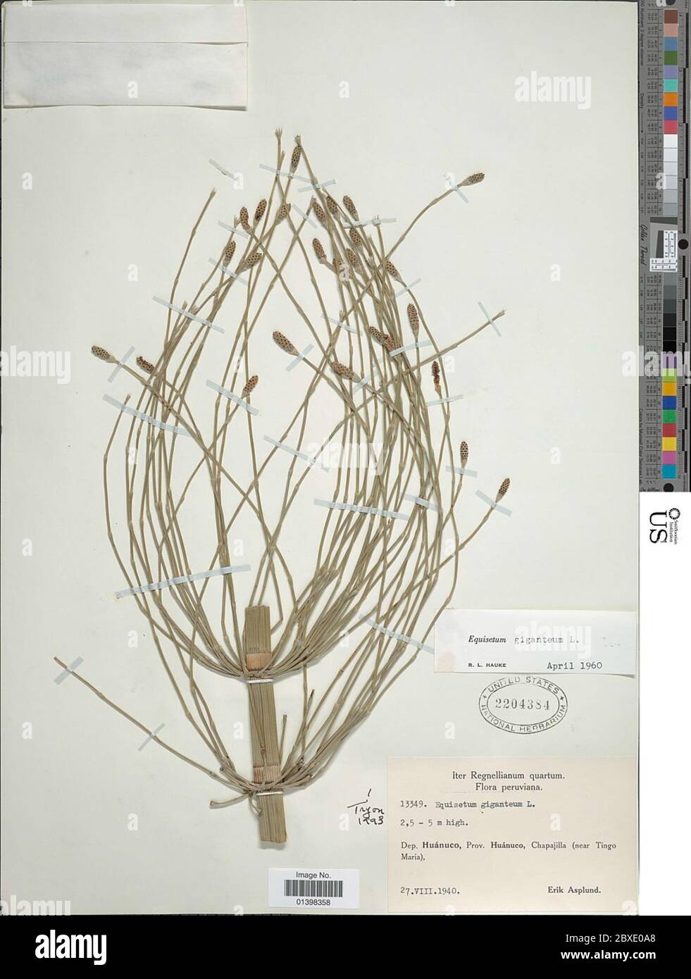 Equisetum giganteum Banque de photographies et d’images à haute ...