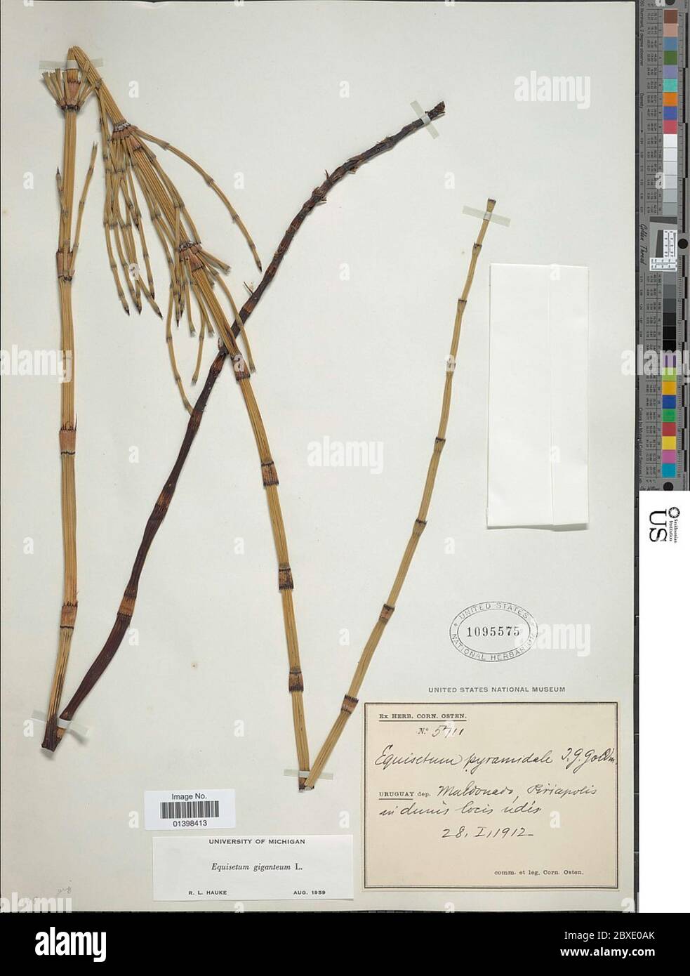 Prêle géante equisetum giganteum Banque de photographies et d’images à ...