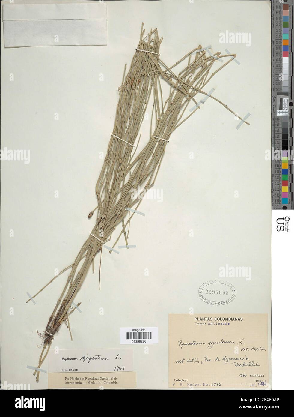 Prêle géante equisetum giganteum Banque de photographies et d’images à ...