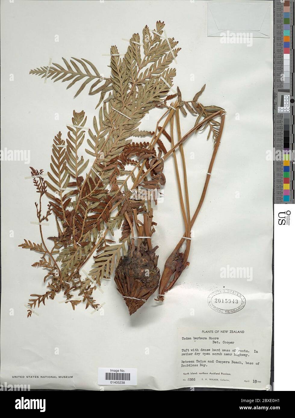 Todea barbara Banque de photographies et d’images à haute résolution ...