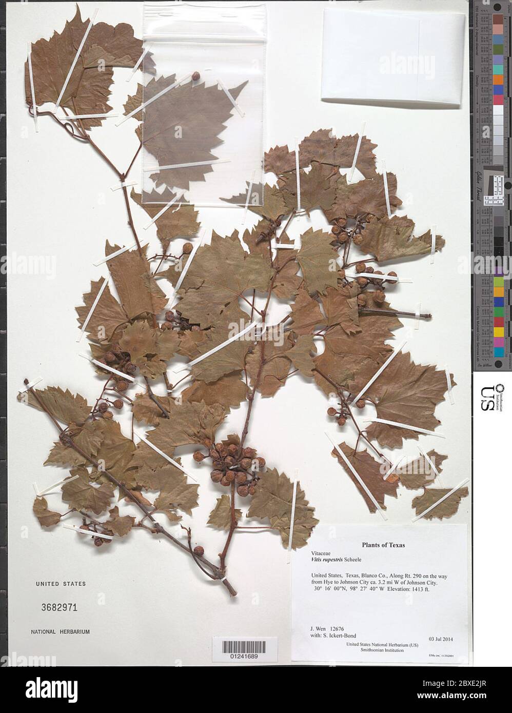 Vitis rupestris Banque de photographies et d’images à haute résolution ...