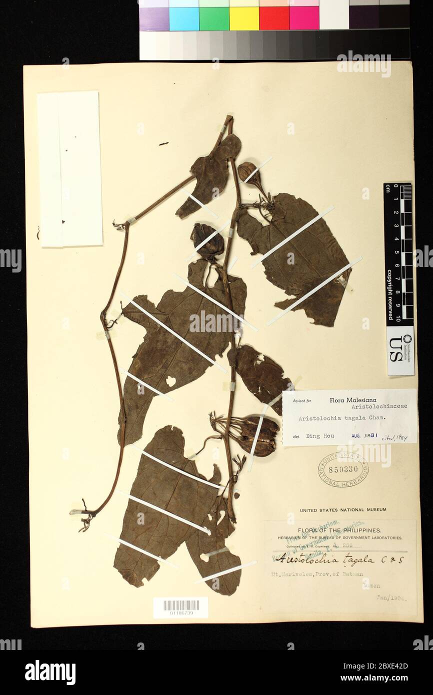 Aristolochia tagala Banque de photographies et d’images à haute ...