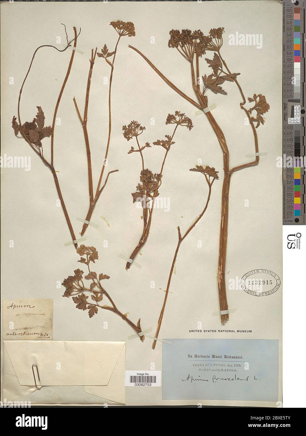 Apium australe Banque de photographies et d’images à haute résolution ...