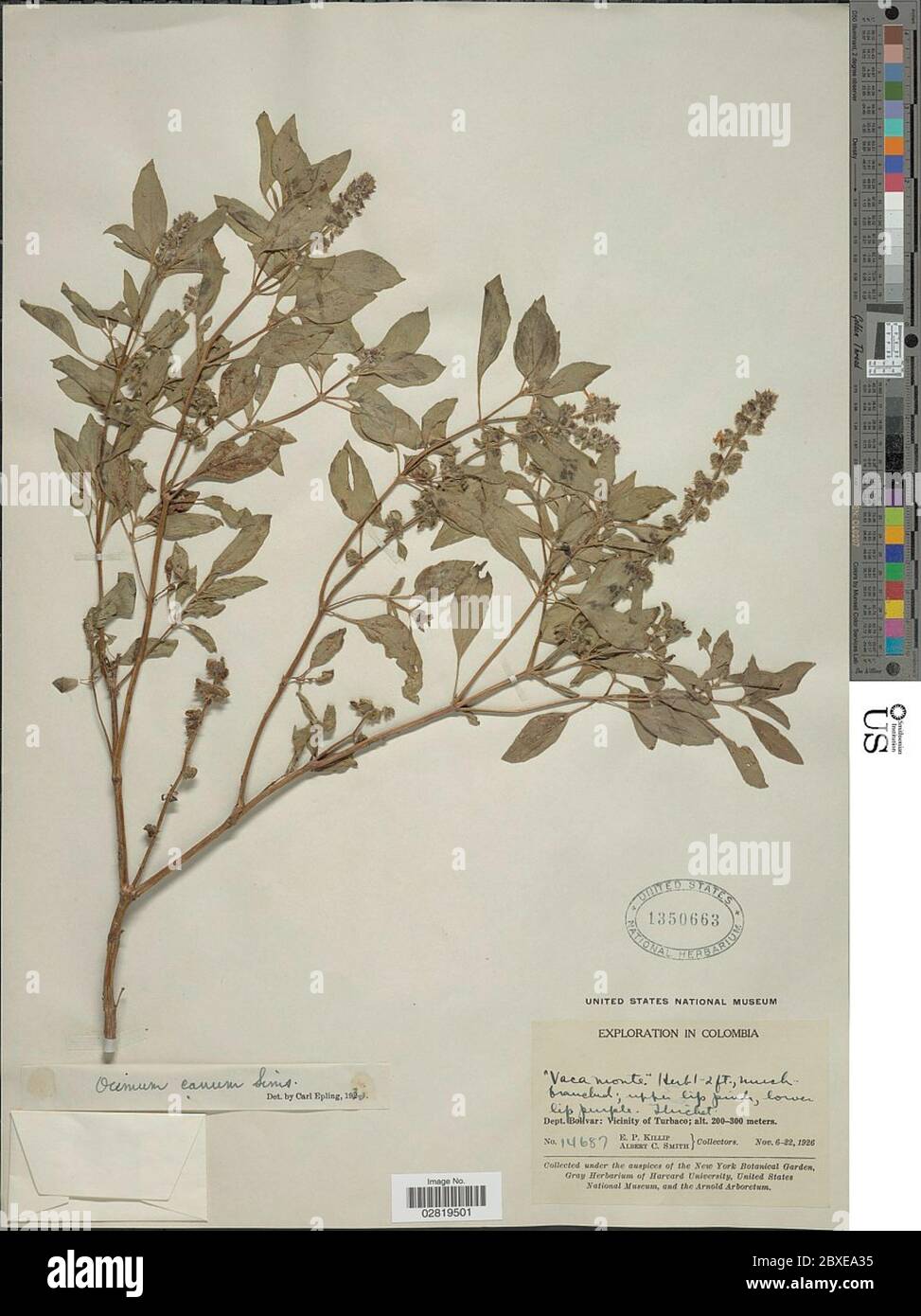 Ocimum canum Banque de photographies et d’images à haute résolution - Alamy