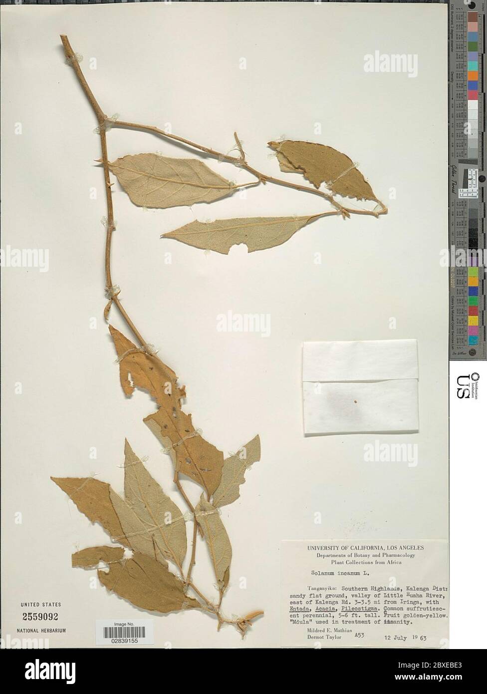 Solanum incanum Banque de photographies et d’images à haute résolution ...