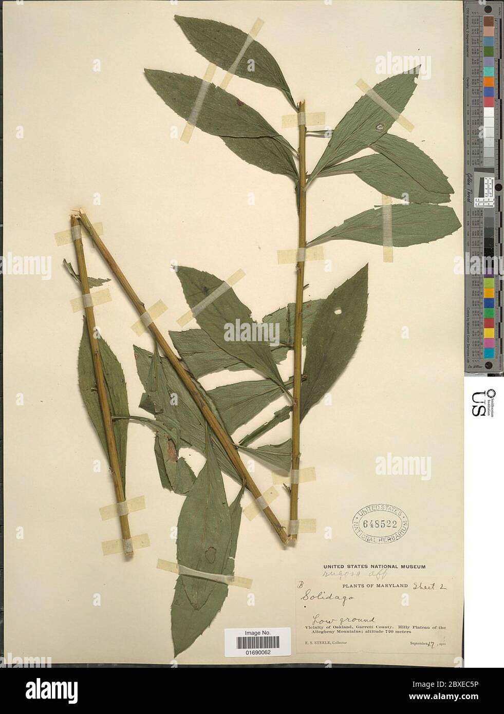 Solidago rugosa Banque de photographies et d’images à haute résolution ...