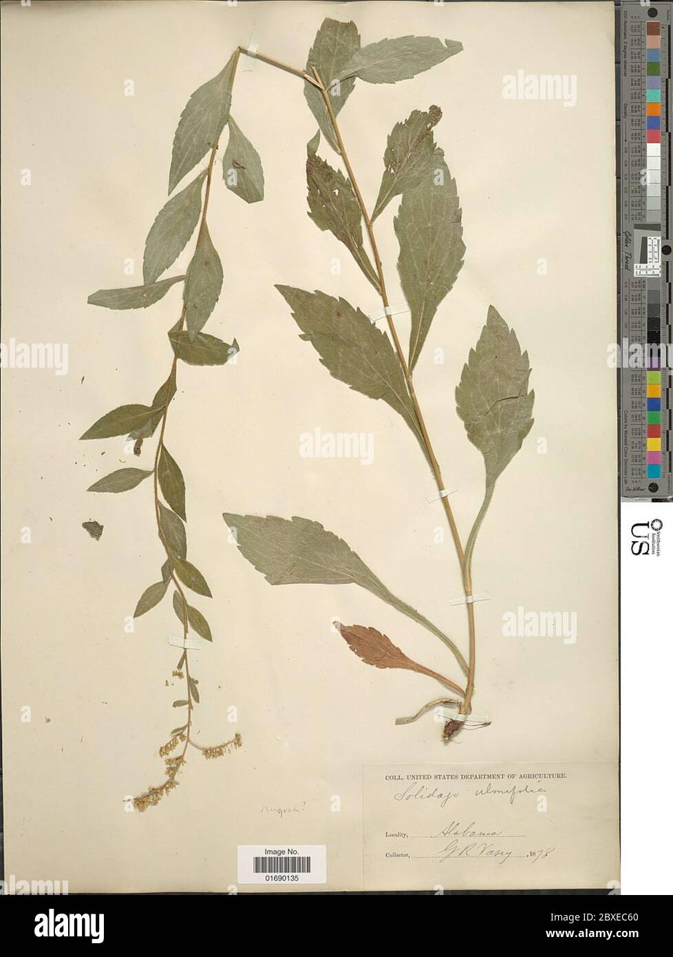Solidago rugosa Banque de photographies et d’images à haute résolution ...