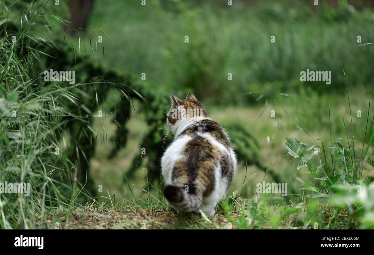 Chat blanc avec des taches grises Banque de photographies et d’images à ...