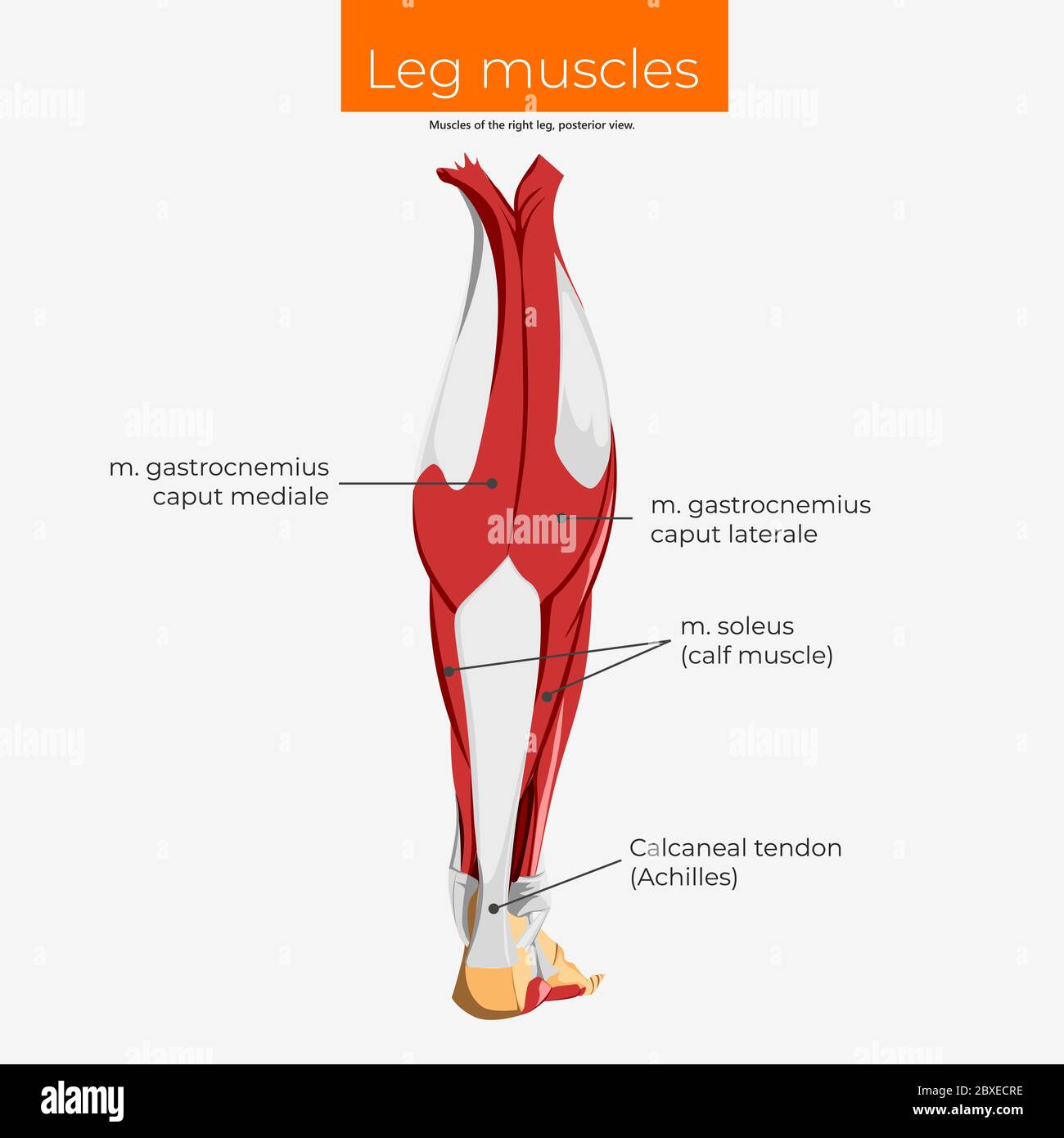 Muscles des jambes Banque d'images vectorielles - Alamy