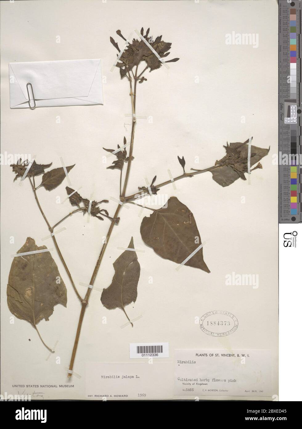 Combretum sp Banque de photographies et d’images à haute résolution - Alamy