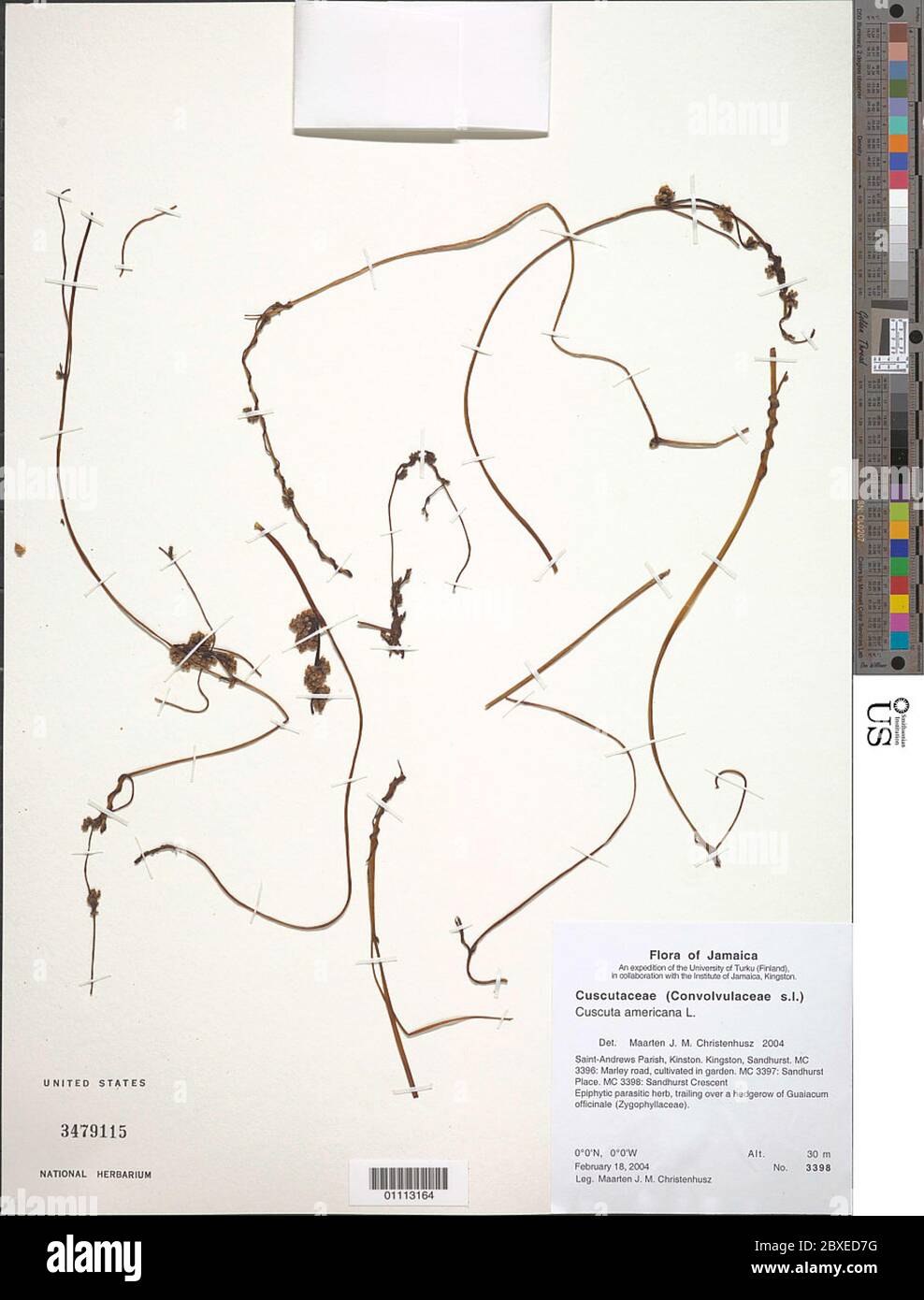 Cuscuta americana Banque de photographies et d’images à haute ...