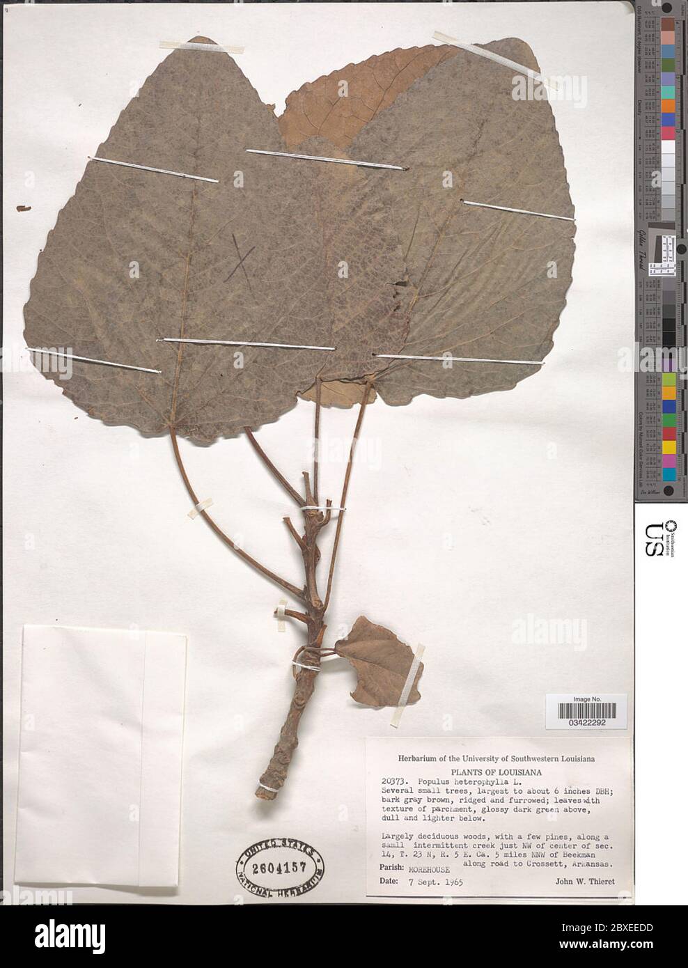 Populus heterophylla Banque de photographies et d’images à haute ...