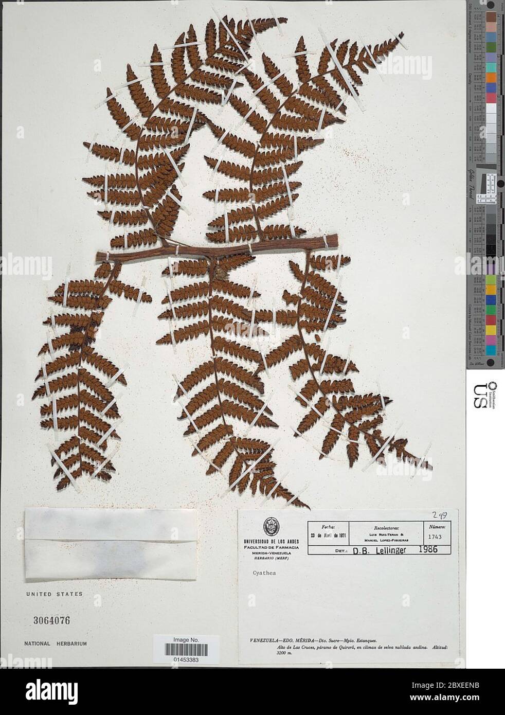 Tree fern cyathea sp Banque de photographies et d’images à haute ...