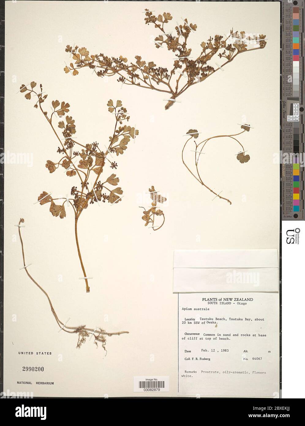Apium australe Banque de photographies et d’images à haute résolution ...