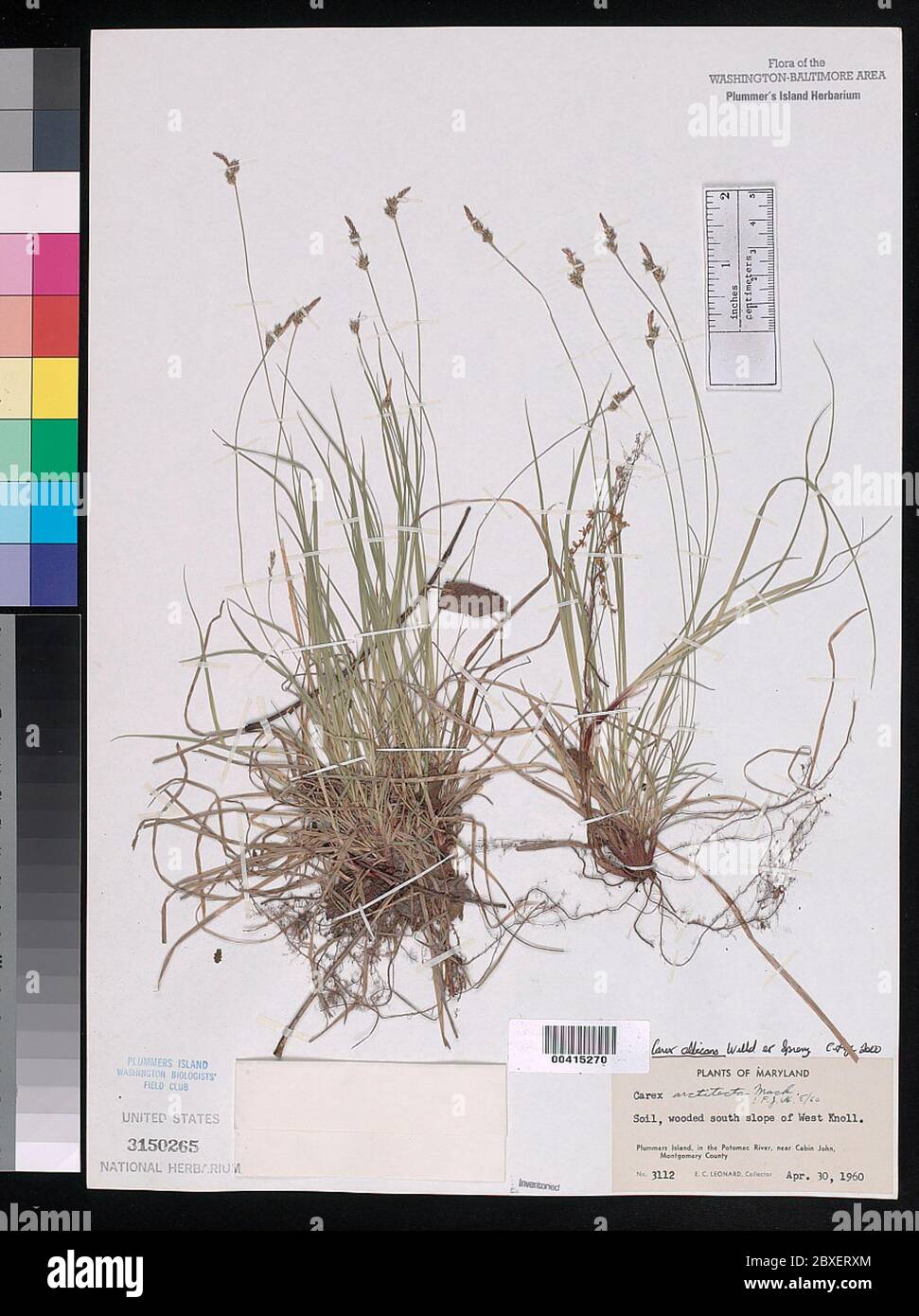 Carex albicans Banque de photographies et d’images à haute résolution ...