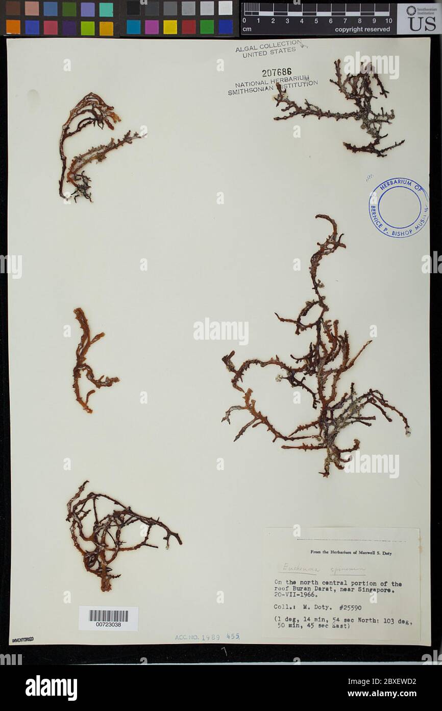 Eucheuma spinosum Banque de photographies et d’images à haute ...