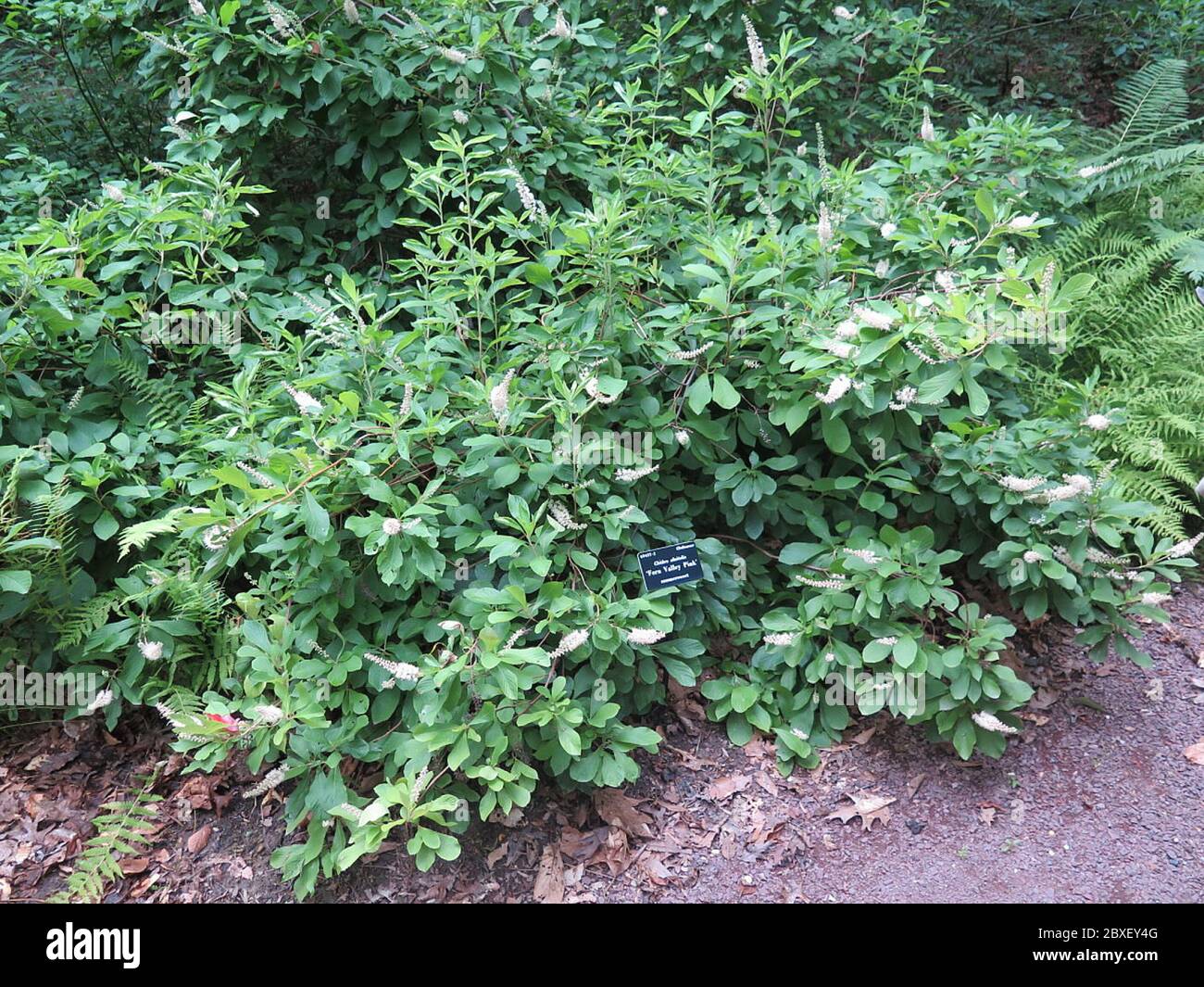 Clethra alnifolia Banque de photographies et d’images à haute ...