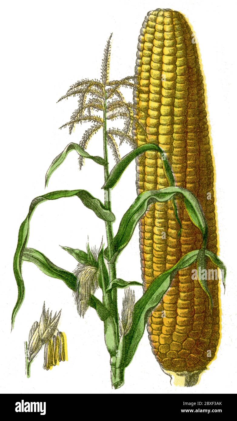 Maïs, maïs / Zea mays / Mais (livre botanique, 1900 Photo Stock - Alamy