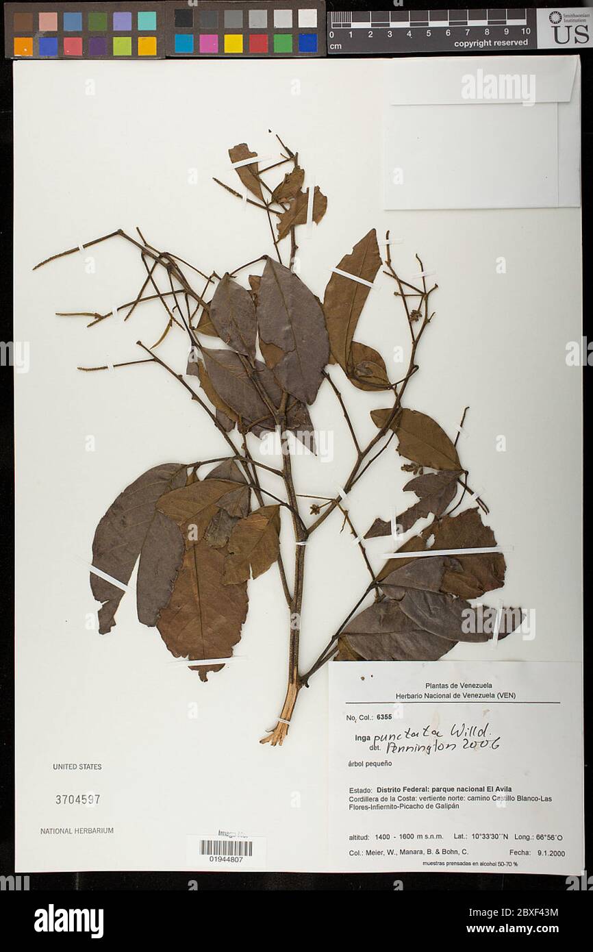 Inga punctata Banque de photographies et d’images à haute résolution ...