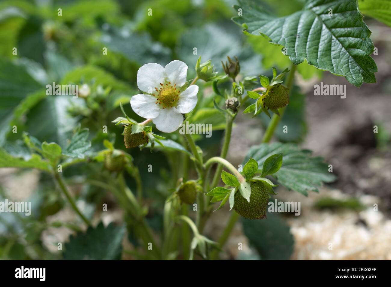 Jeune feuille de fraise Banque de photographies et d’images à haute ...