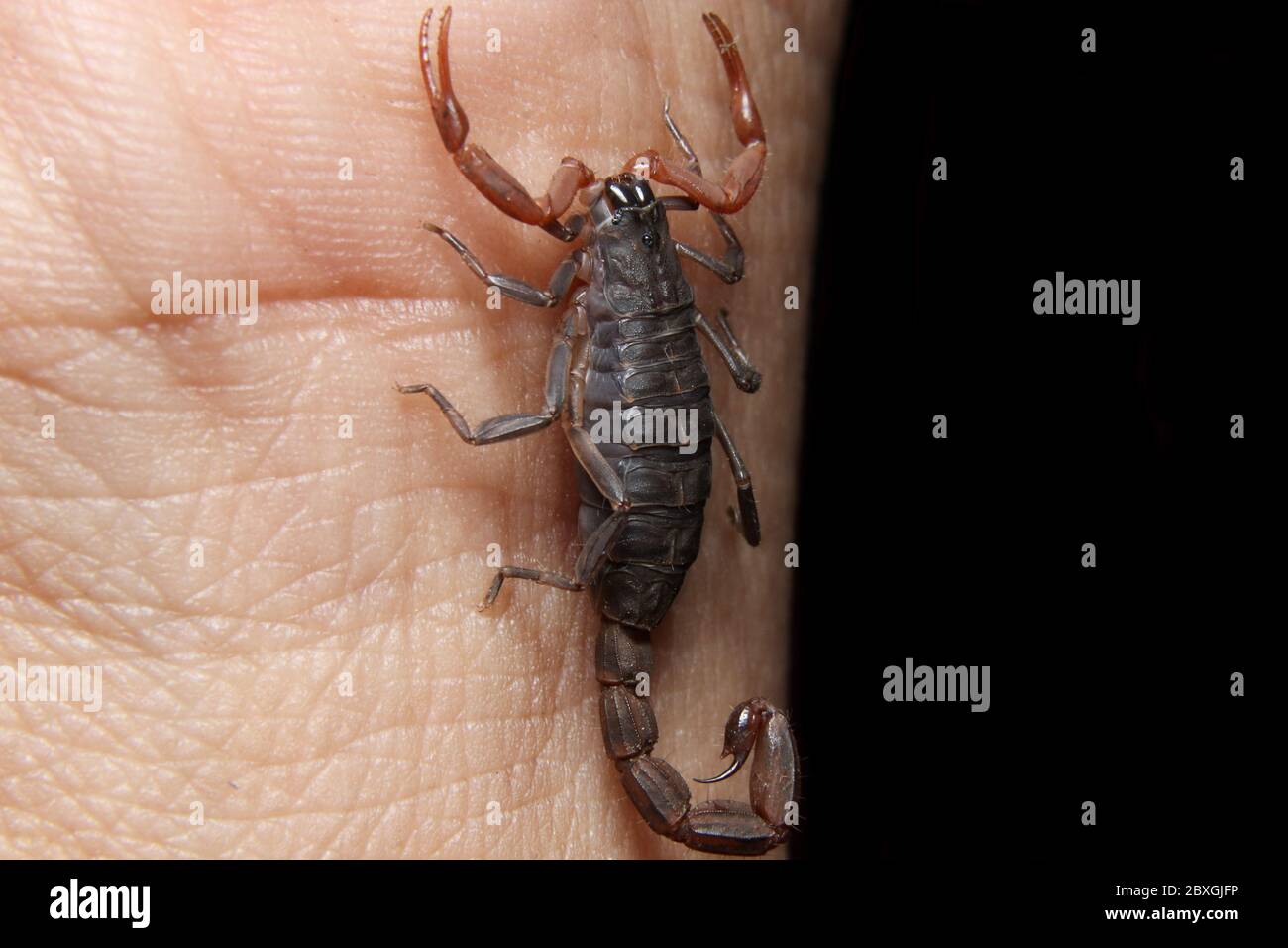 Baby scorpion Banque de photographies et d’images à haute résolution ...