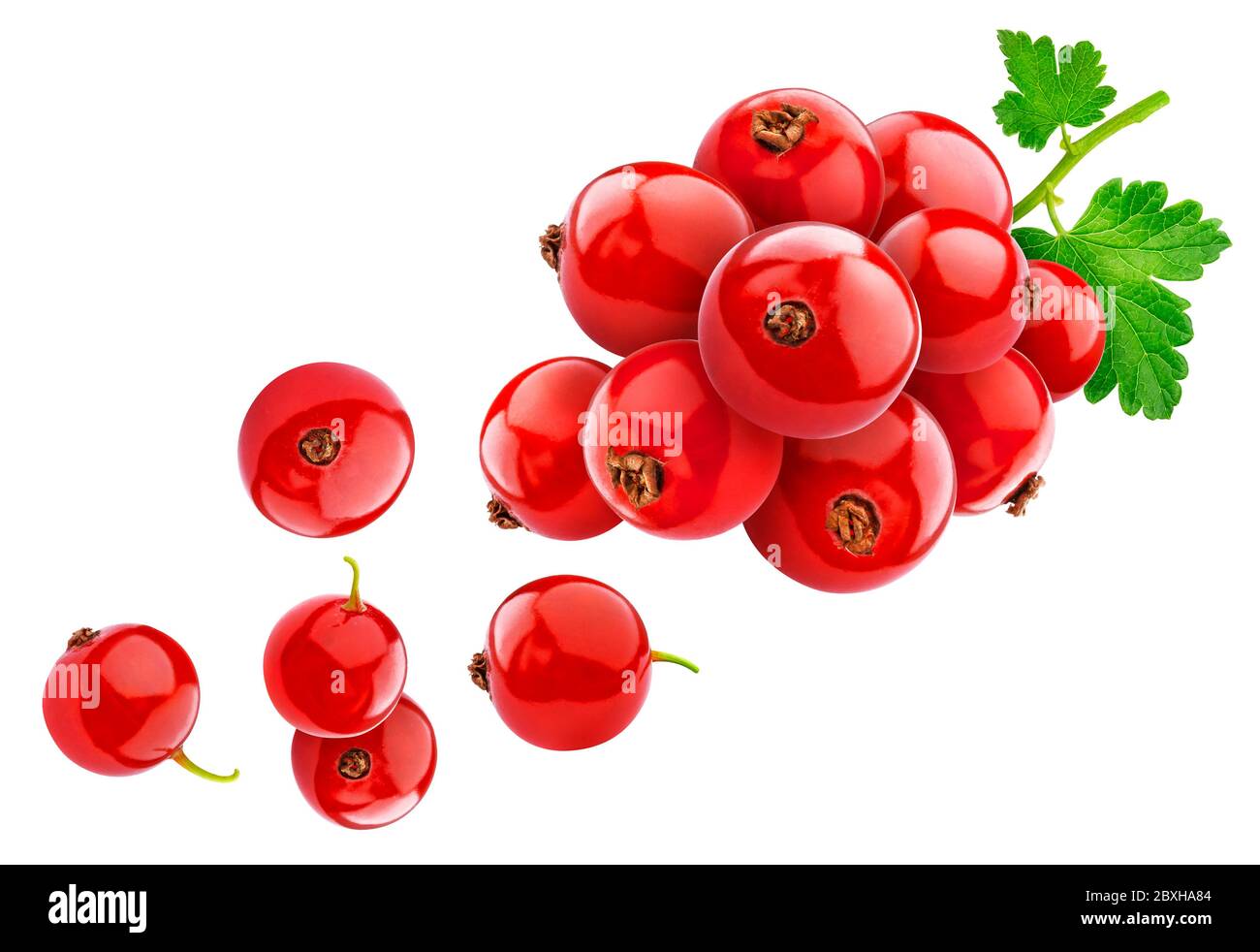 Groseille rouge Banque de photographies et d’images à haute résolution ...